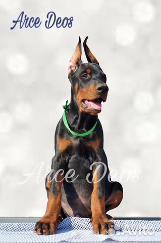 Отличные щенки добермана