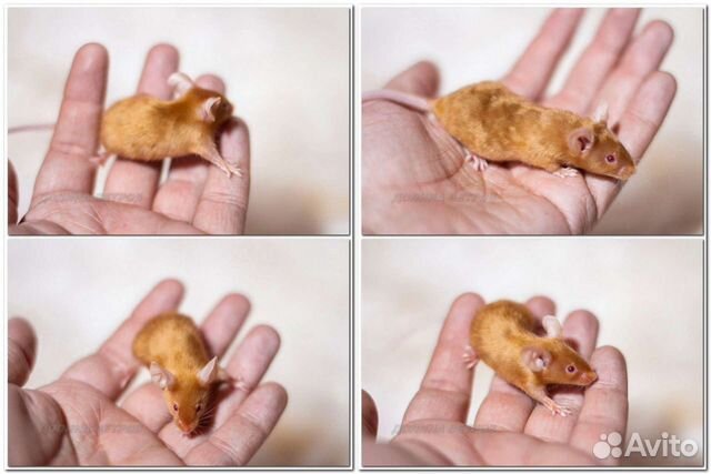 Девочка сатиновая мышка, фавн