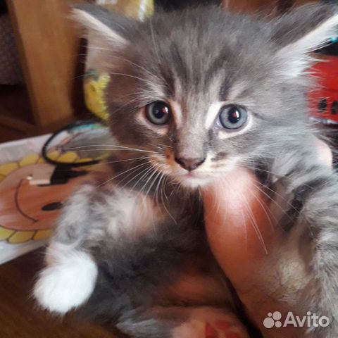 Котенок 1 мес мальчик