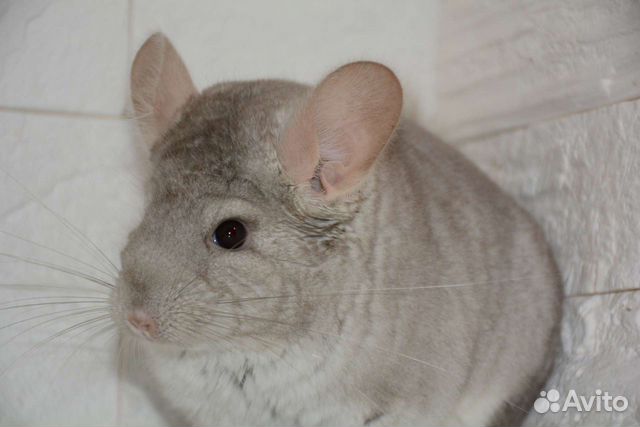 Шиншиллы нкпа нФ нС