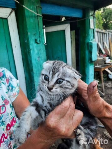 Котёнок