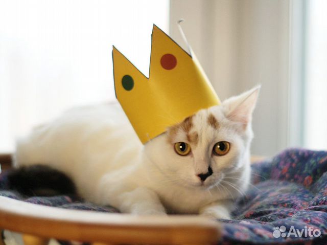 Очаровательная кошечка Жасмин 1 год в добрые руки