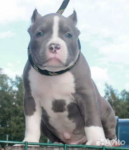 Американский булли