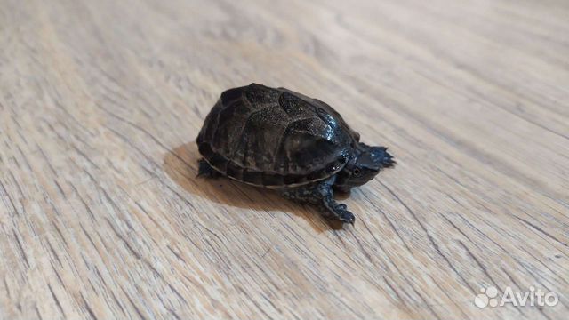 Мускусные черепахи