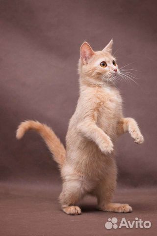 Соня малышка 4 месяца в дар