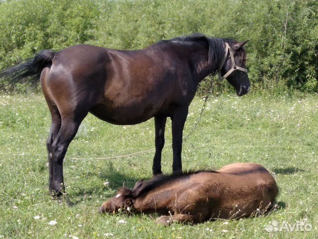Продам рабочую лошадь