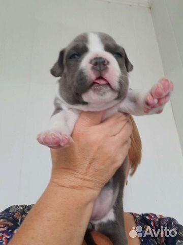 Девочка голубого окраса