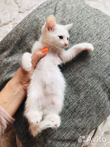 Котик