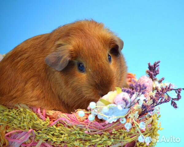 Малышка девочка морской свинки