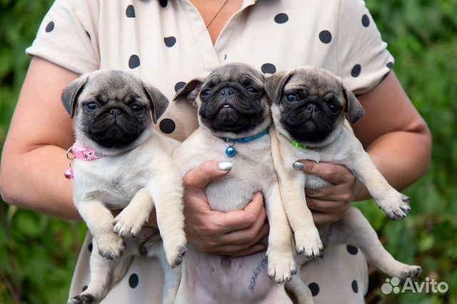 Мопсомалыш