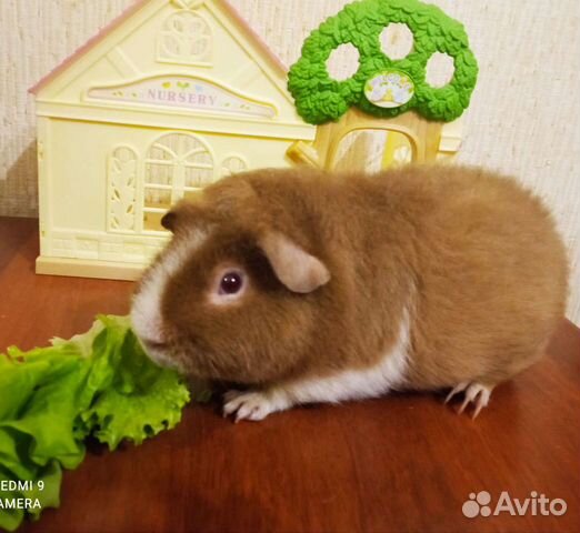 Морская свинка. Американский Тедди. Девочка