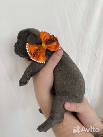 Голубой щенко французкого бульдога