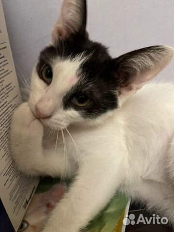 Кисонька ищет дом