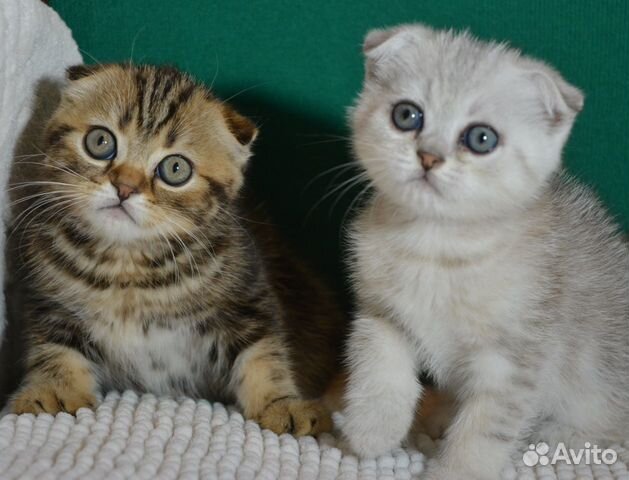 Вислоухие.Серебро и золотая