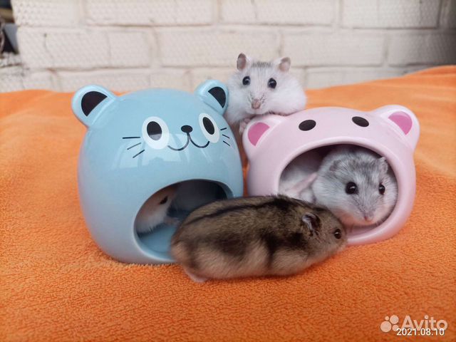 Джунгарские хомячки