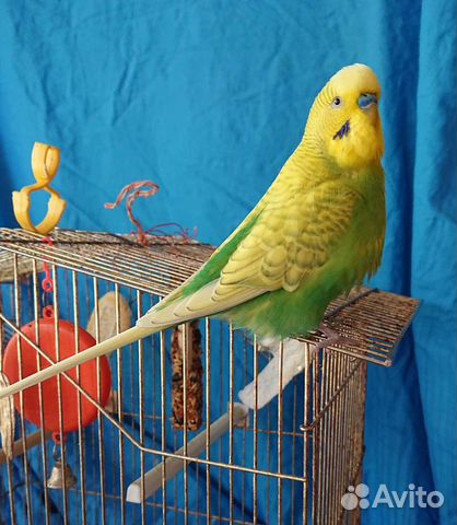 Волнистый попугай