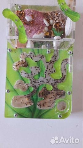 Муравьиная ферма с муравьями