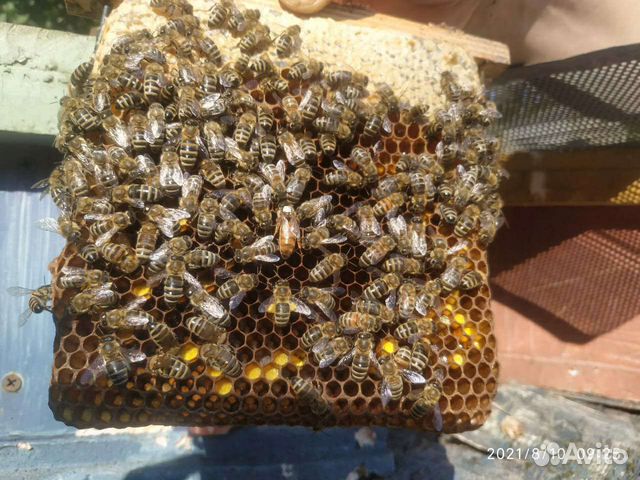 Матка Бакфаст