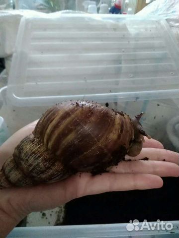 Улитки ахатины бесплатно