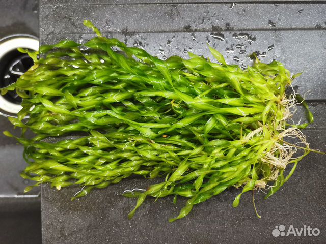 Валлиснерия спиральная