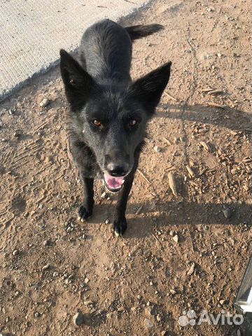 Собака Чернышка