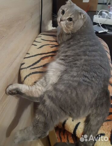 Шотландский кот вязка