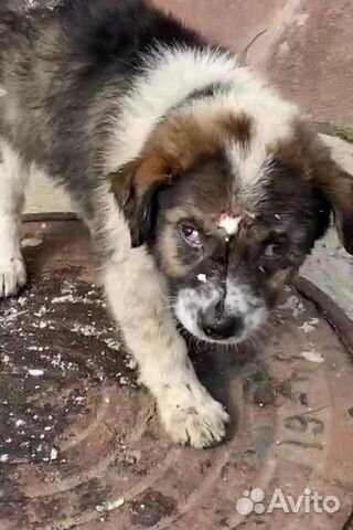 Помогите спасти щенков