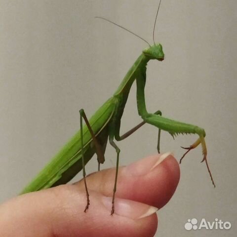 Самка богомола