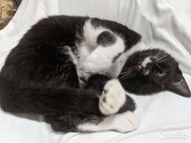 Смышленый черно-белый котенок мальчик, ищем семью