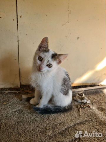 Непоседа и шалуш