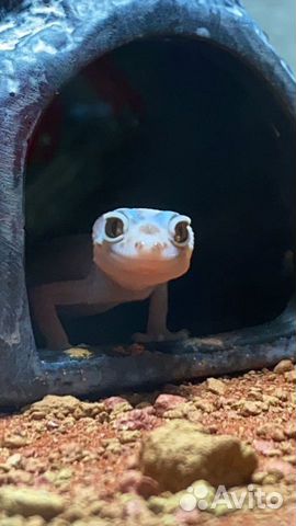 Эублефар с террариумом