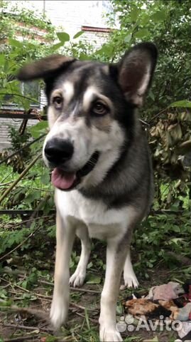 Найдена собака