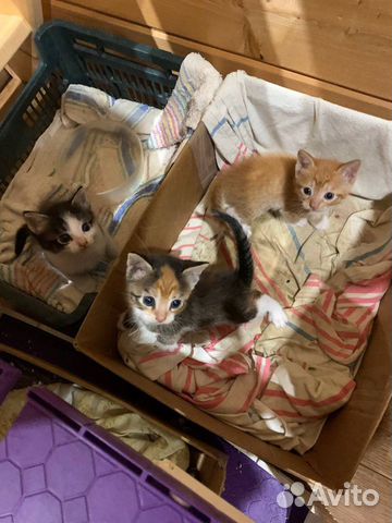 Чудесные крошки ищут дом Котята