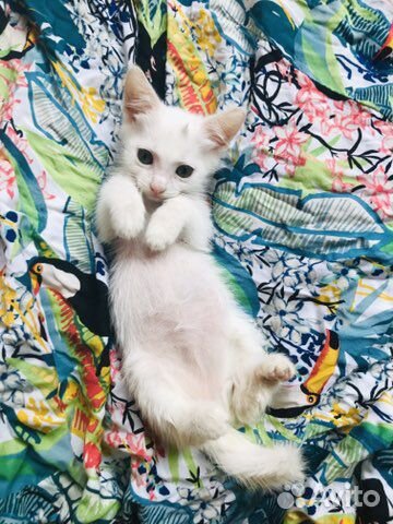 Котенок девочка