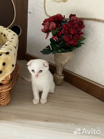 Шотландский вислоухий кот