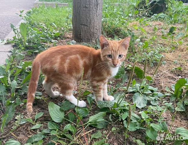 Котенок котята в дар привезу отдам рыжий котенок