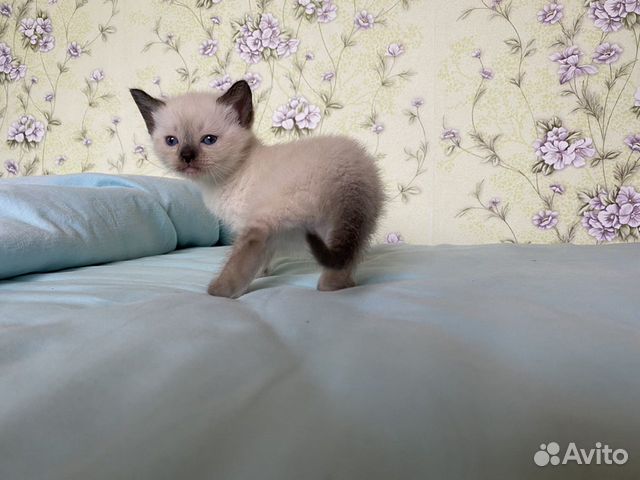 Сиамкие котята.Все котята очень добрые,не пищат