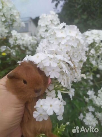 Морская свинка селф золотая самка