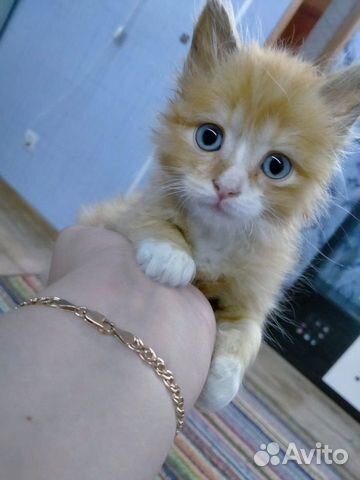 Котенок в добрые руки