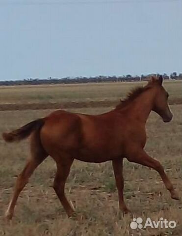 Продаются жеребчики