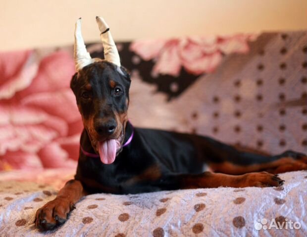 Девочка добермана для шоу