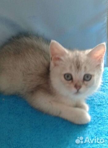 Британский шиншиловый мальчик