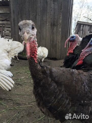 Индюшки на племя