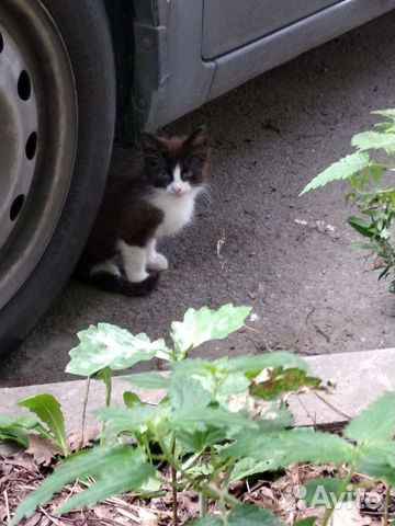 Спасите котёнка и кошку маму