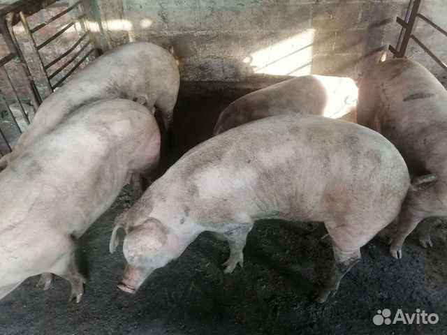 Свиньи ландрас