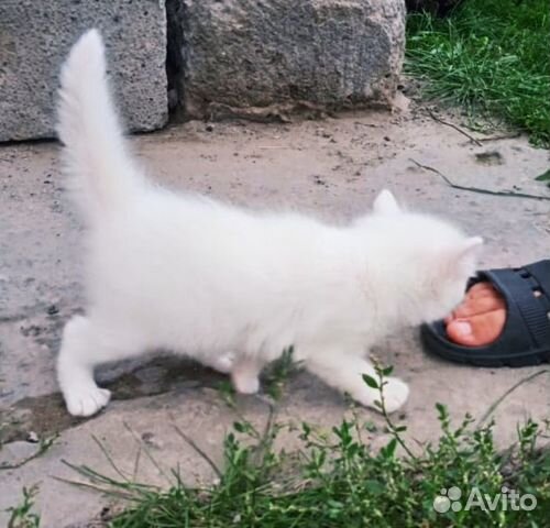 Котятки домашние