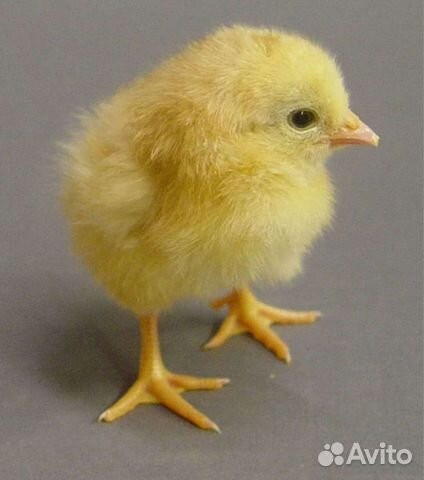 Цыплята бройлеры кобб 500