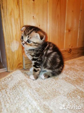 Шотландские мраморные котята