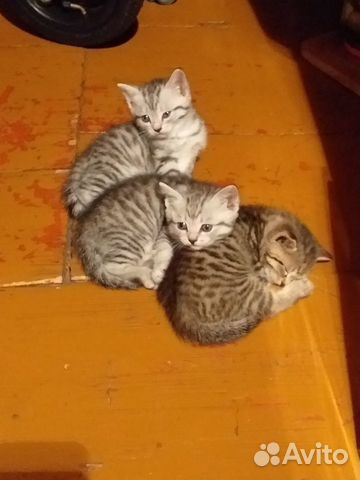 Озорные котятки