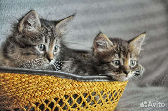 Веселые котята в добрые руки
